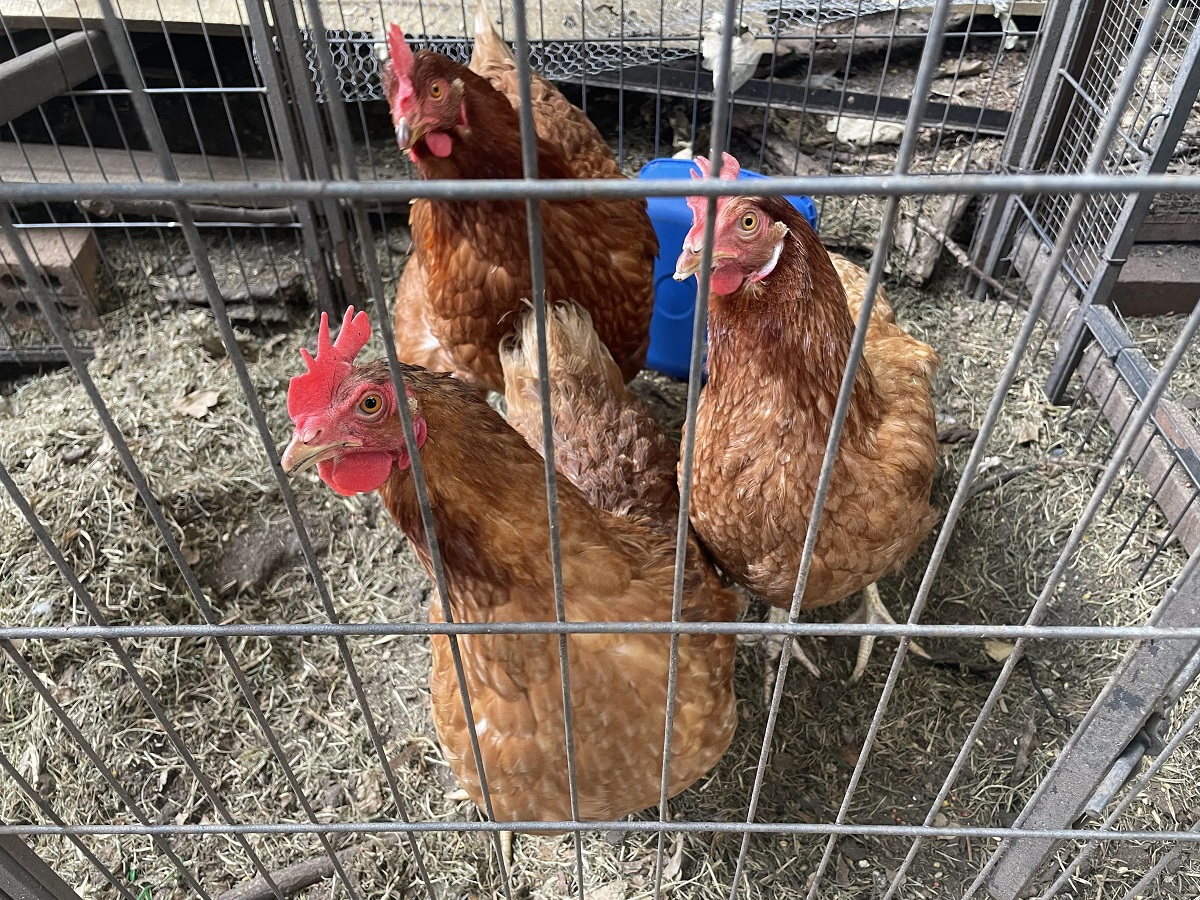 What I learned from our hens | With a Little Help Counselling